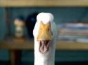 New Aflac Duck… | FOXSYLVANIA