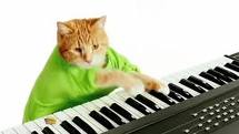 The Keyboard Cat! | FOXSYLVANIA