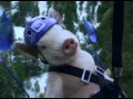 Maxwell the Pig Returns! | FOXSYLVANIA