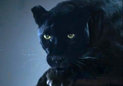 Geico’s Black Panther… | FOXSYLVANIA