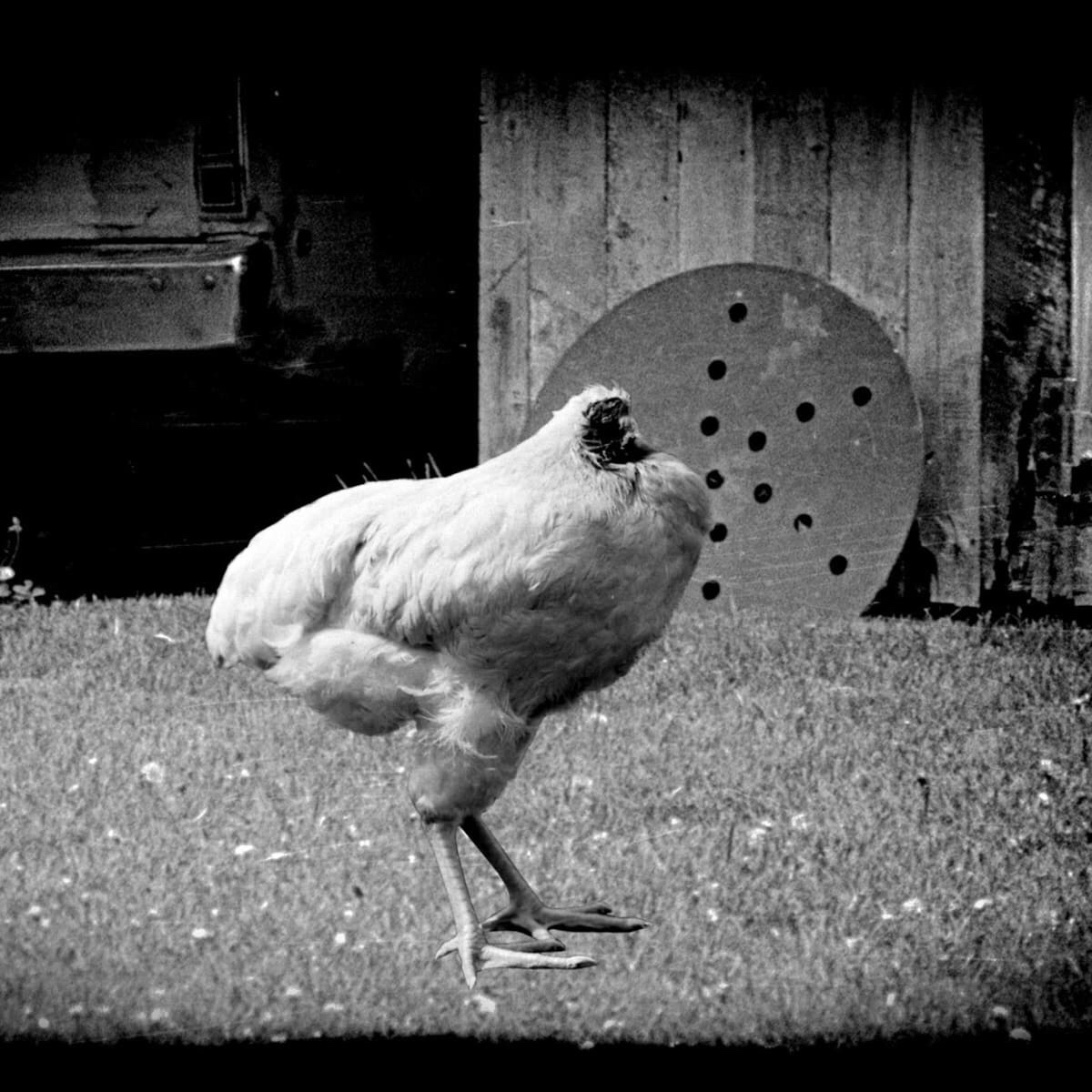 The Saga of Miracle Mike, the Headless Chicken… | FOXSYLVANIA