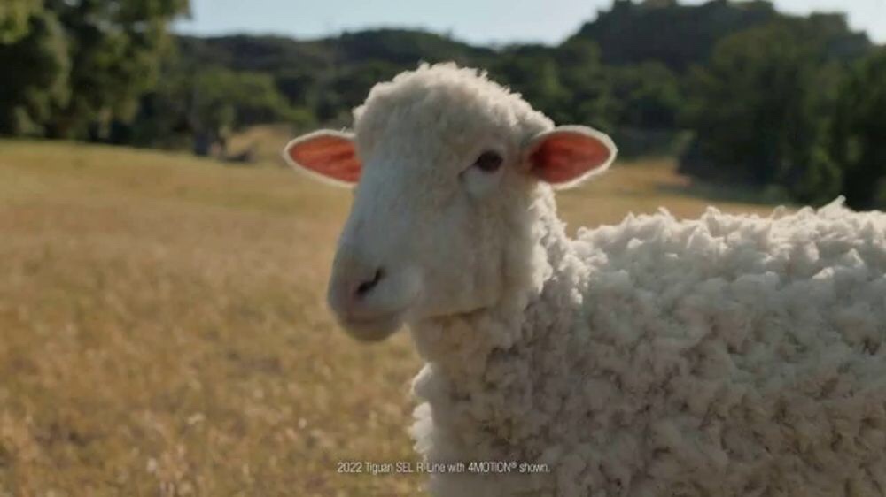 Tiguan Commercial With Sheep